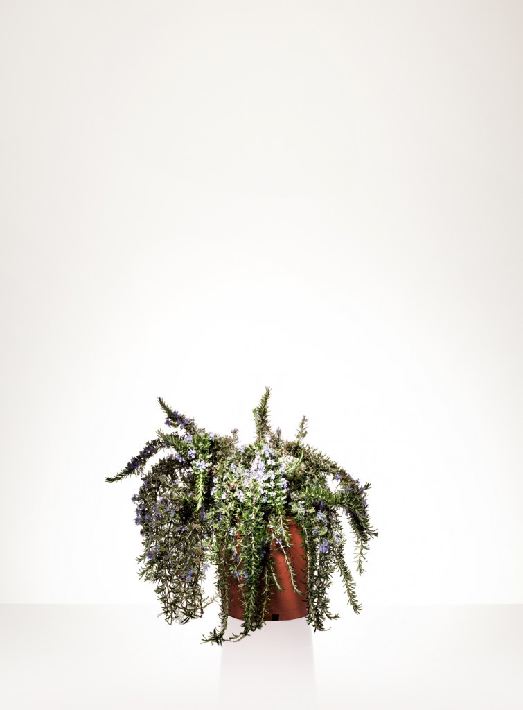 Rosmarinus repens | Vivai Rasconi - Piante e arbusti a clima mediterraneo